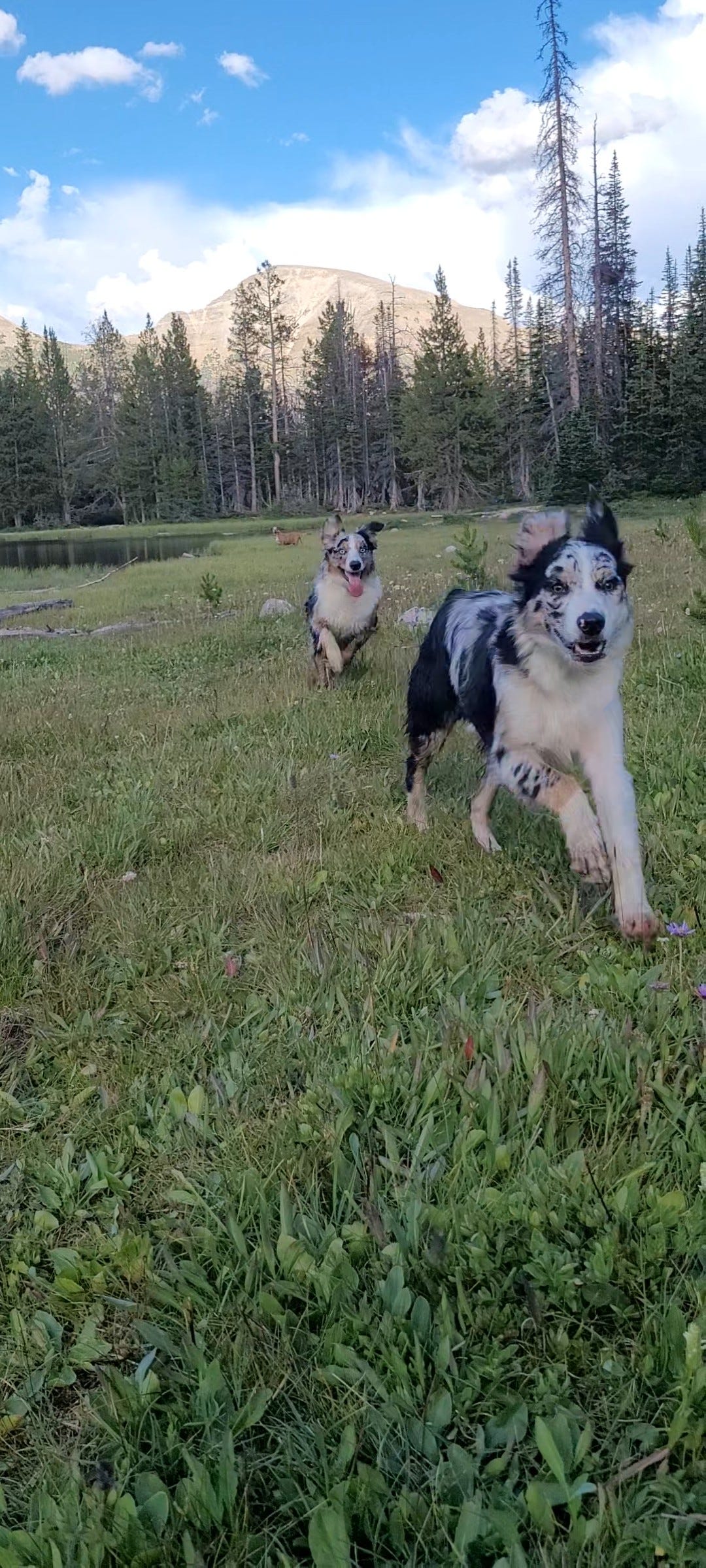 Run run run and run some more!!!. https://youtube.com/shorts/1PZ77qRjDR | by Noki and Nauli Naja ...