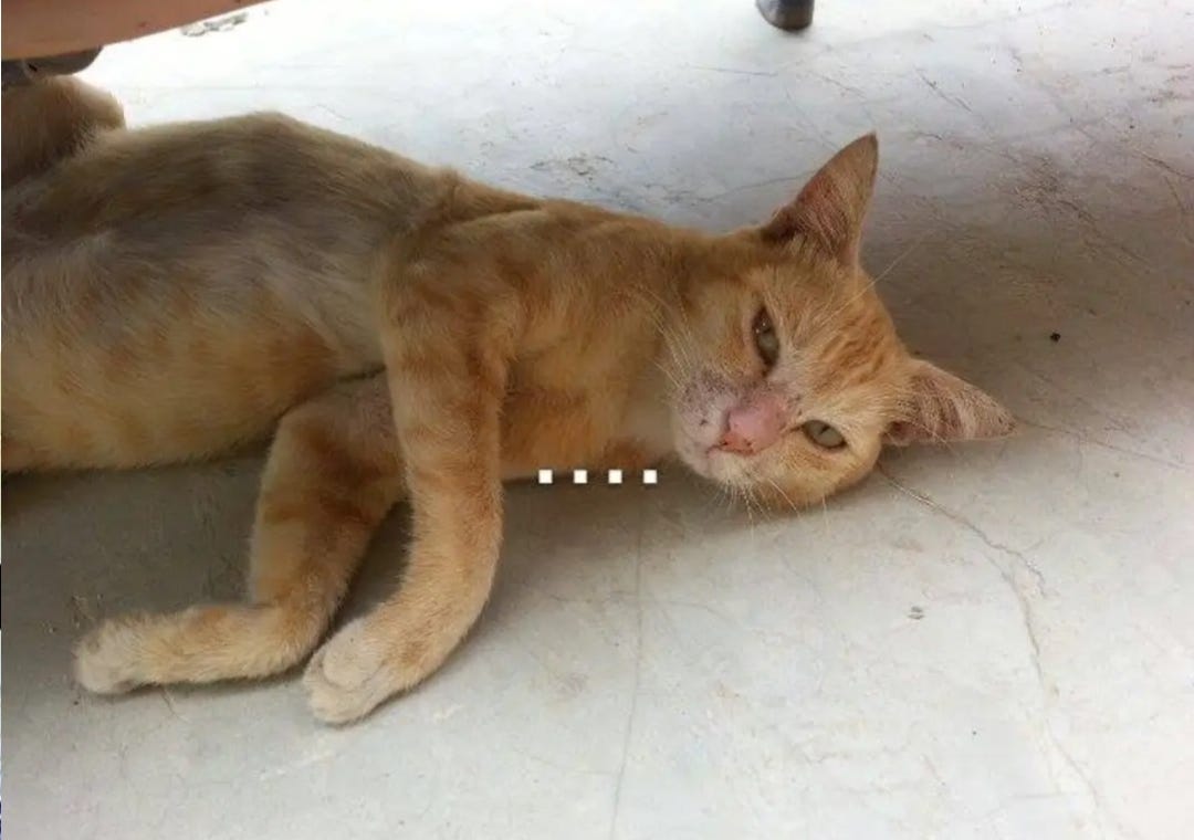 my silly little poem for my silly little missing cat - Haya - Medium