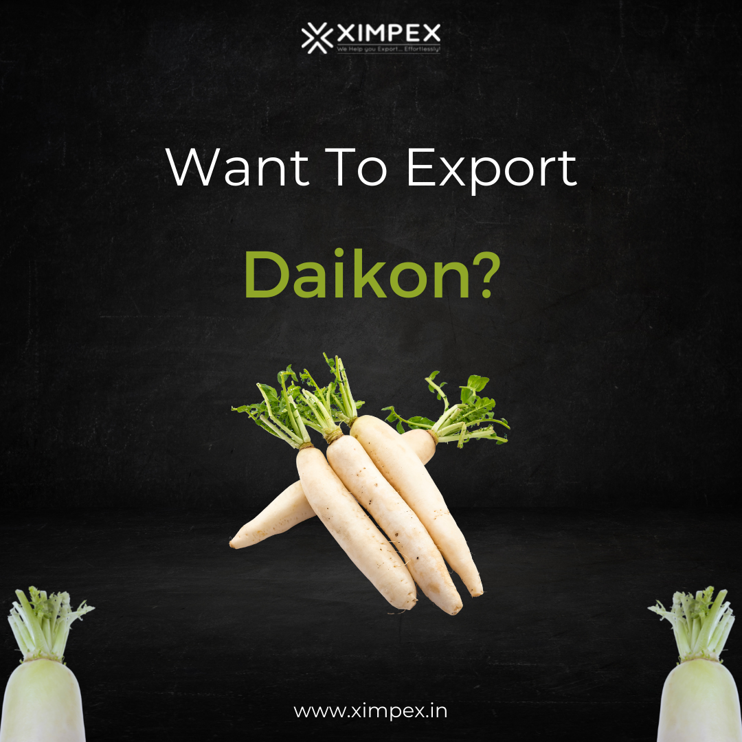 Want to Export Daikon? - XIMPEX - Medium