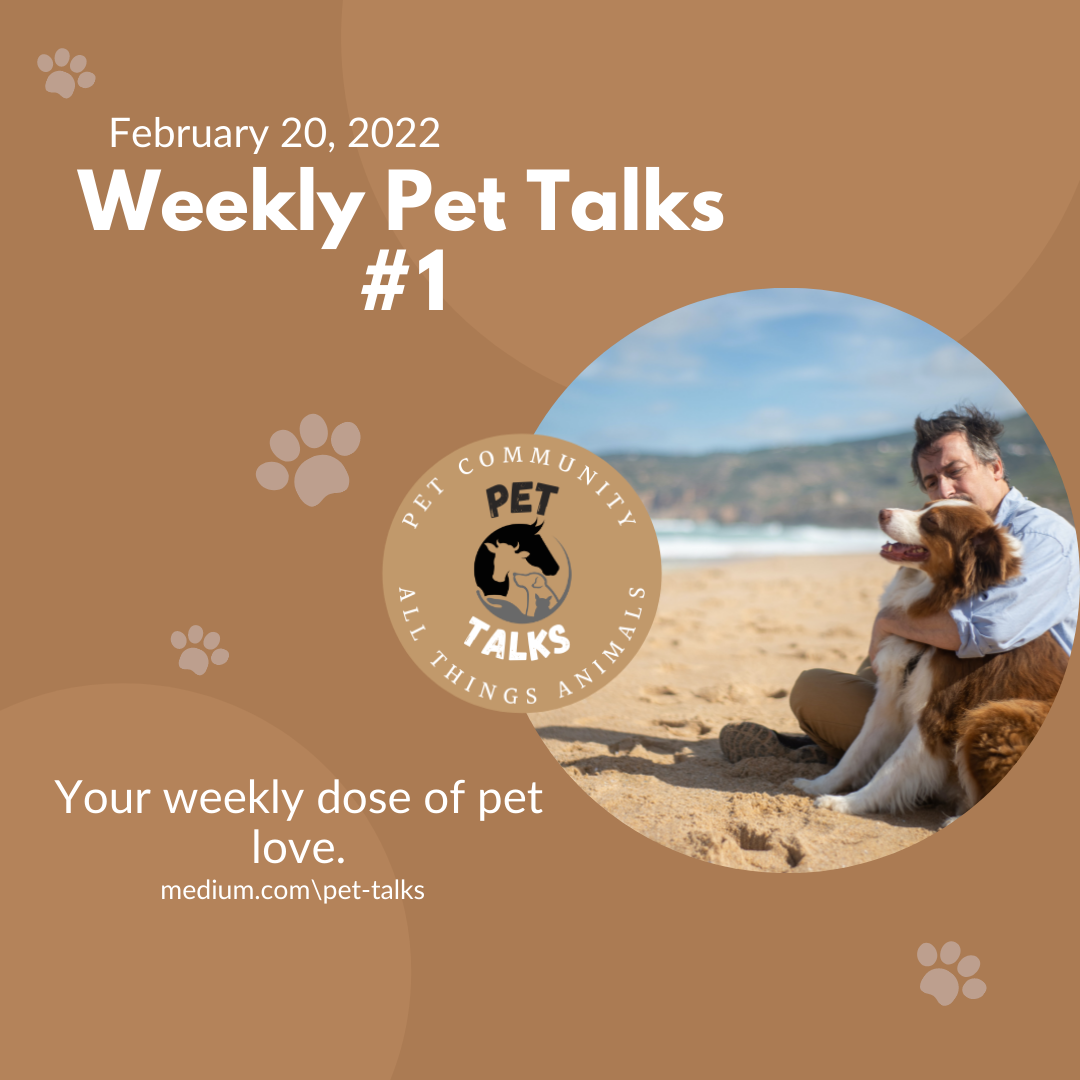 The Weekly Pet Talks #1. Your weekly dose of pet love. | by Wilfredo ...