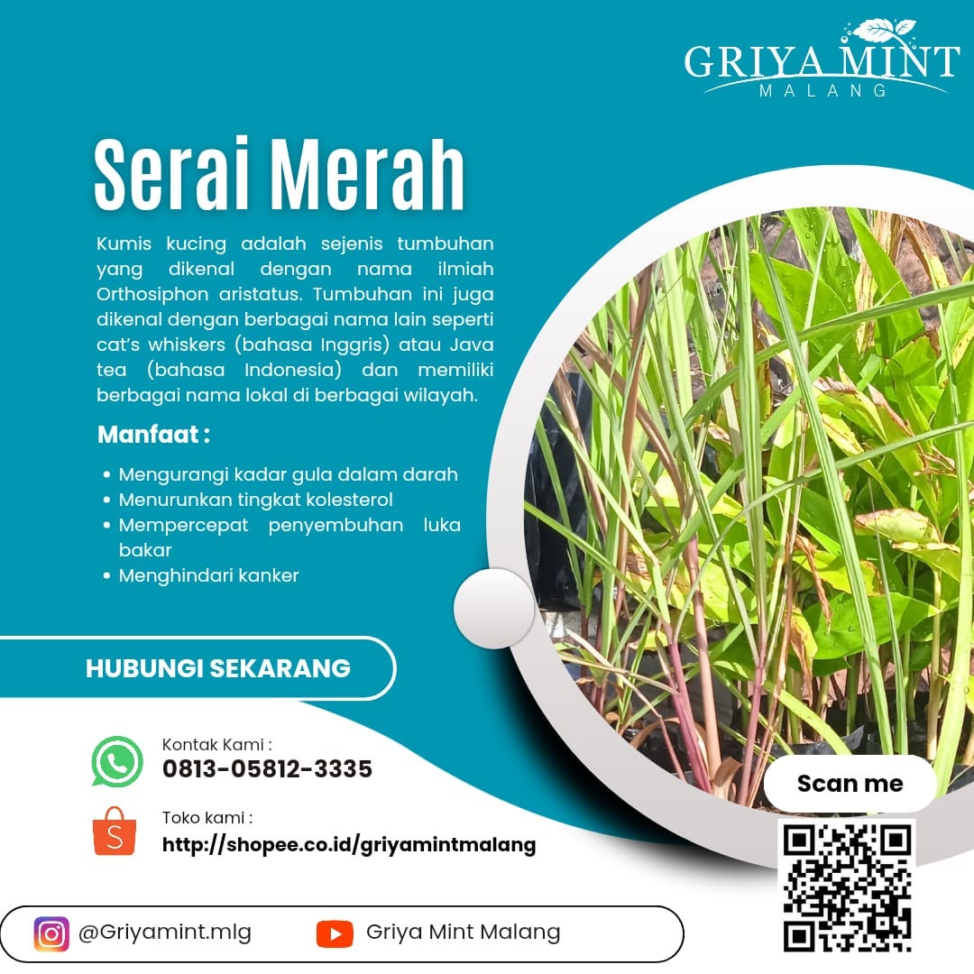 eksotis!, WA 0813–5812–3335, Distributor Dekorasi Unik dengan Pot Serai Merah dalam Rumah Anda ...