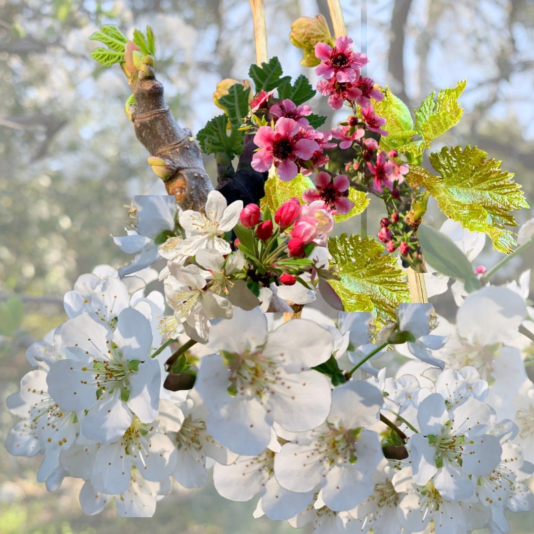 I Thought the Grapevine Was Dead. A poem on renewal and regeneration ...