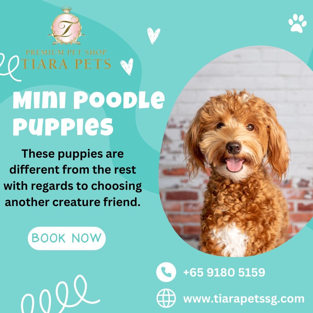 Discover the Delightful Difference: Mini Poodle Puppies at Tiara Pets ...