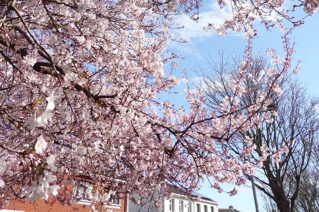 Hanami: The Japanese Tradition of Celebrating Cherry Blossoms in Bloom ...
