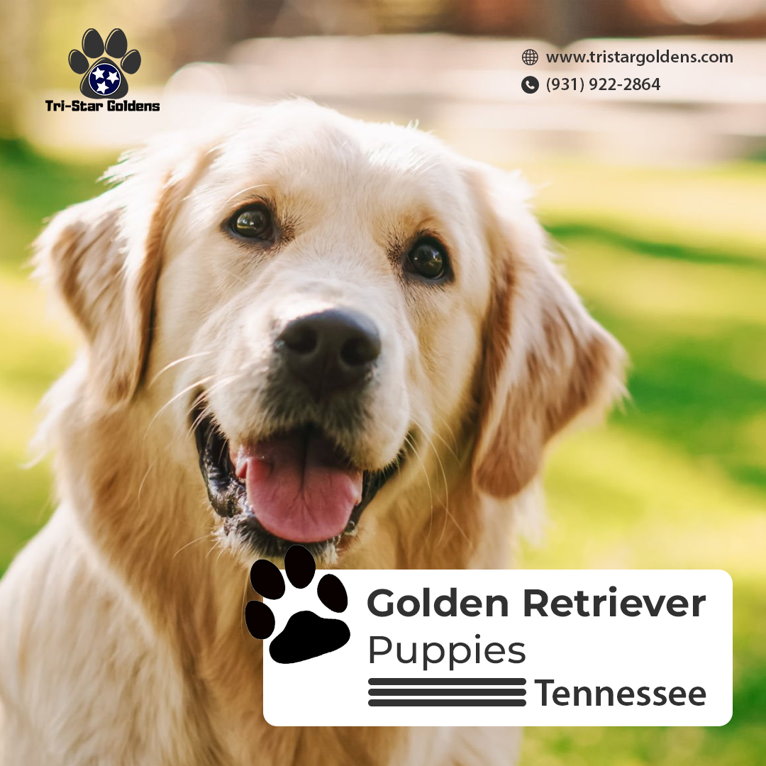 Get Your Perfect Golden Retriever Puppies in Tennessee Now ...