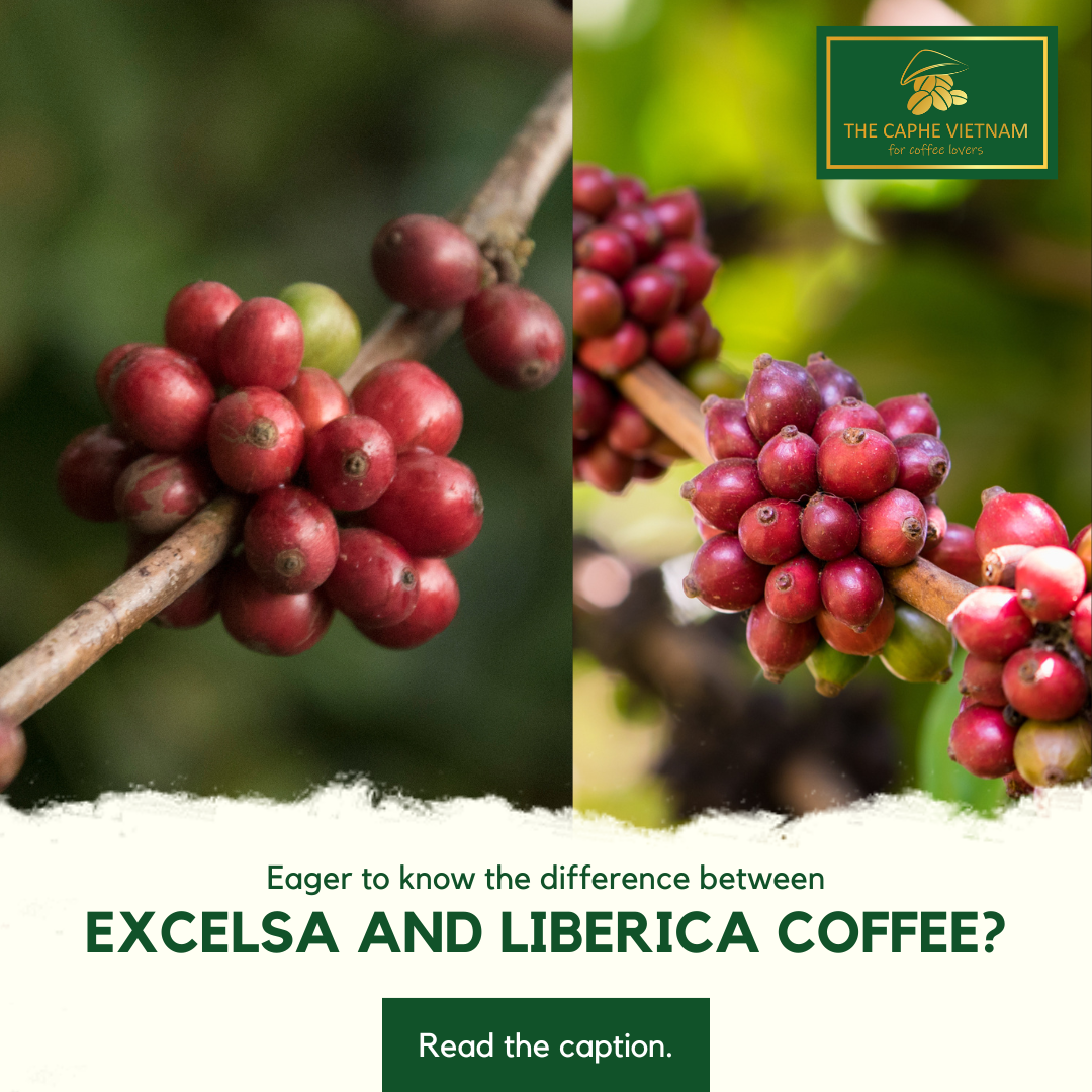 Liberica Coffee Health Benefits at Mazie Reed blog