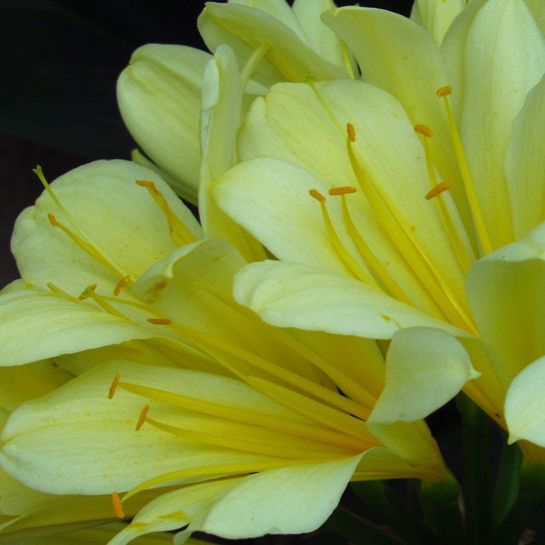 Spring blossoms at ABQ Biopark Botanical Gardens in Albuquerque 2023 ...