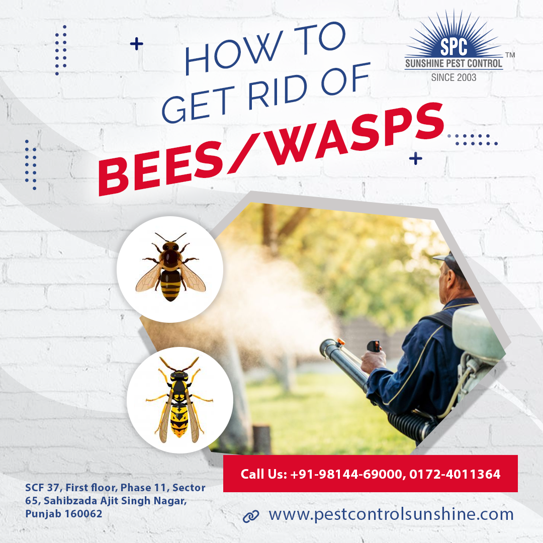 Sunshine pest control uses BEE/WASP MANAGEMENT methods for Eco-friendly ...