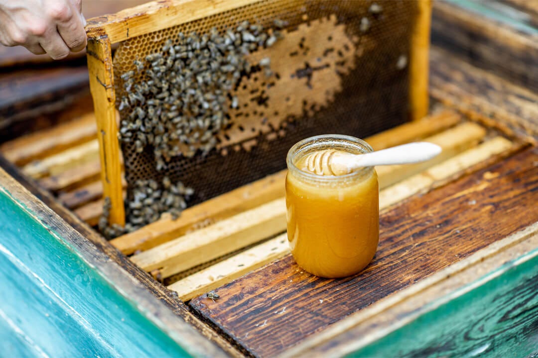 When to Start a Beehive - I Love Beekeeping - Medium