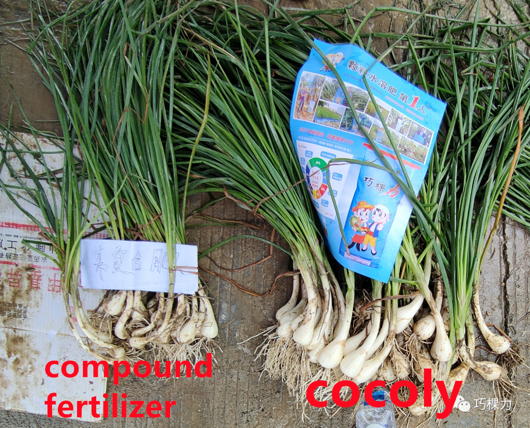 More and more farmers choose cocoly granular water-soluble fertilizers ...