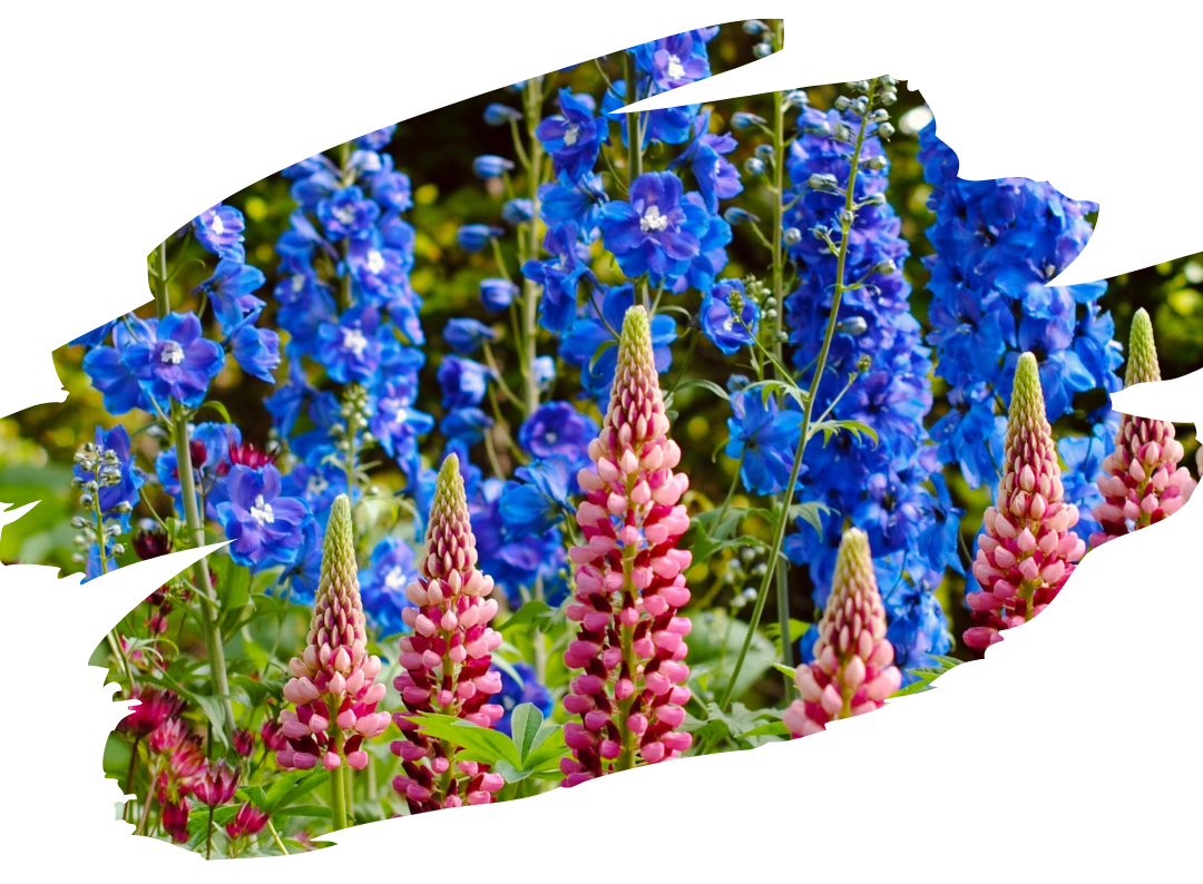 Dublin Flowers. A cosmically aligned manifestation of a… | by Jade Eby ...