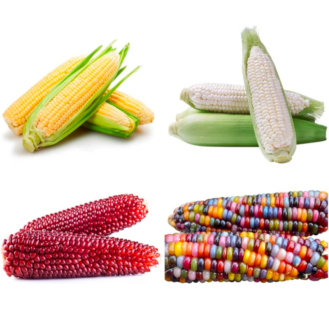 Corn in all its glory | by Hillary Beth Trivette | Oct, 2024 | Medium
