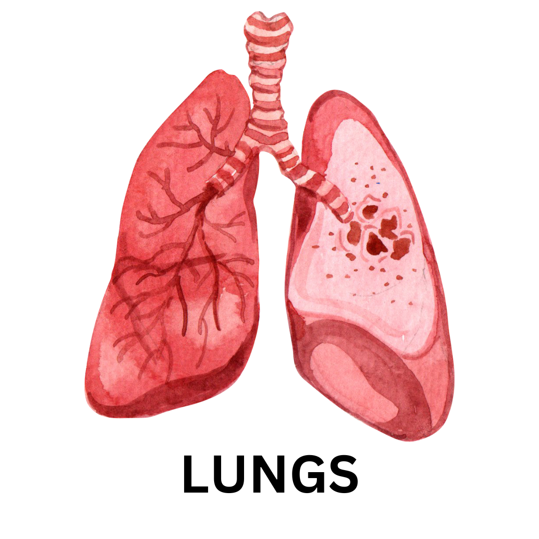 Exploring Lung Protection The Intricacies Of Pleural Layers By Bijay Krishna Prasad Medium