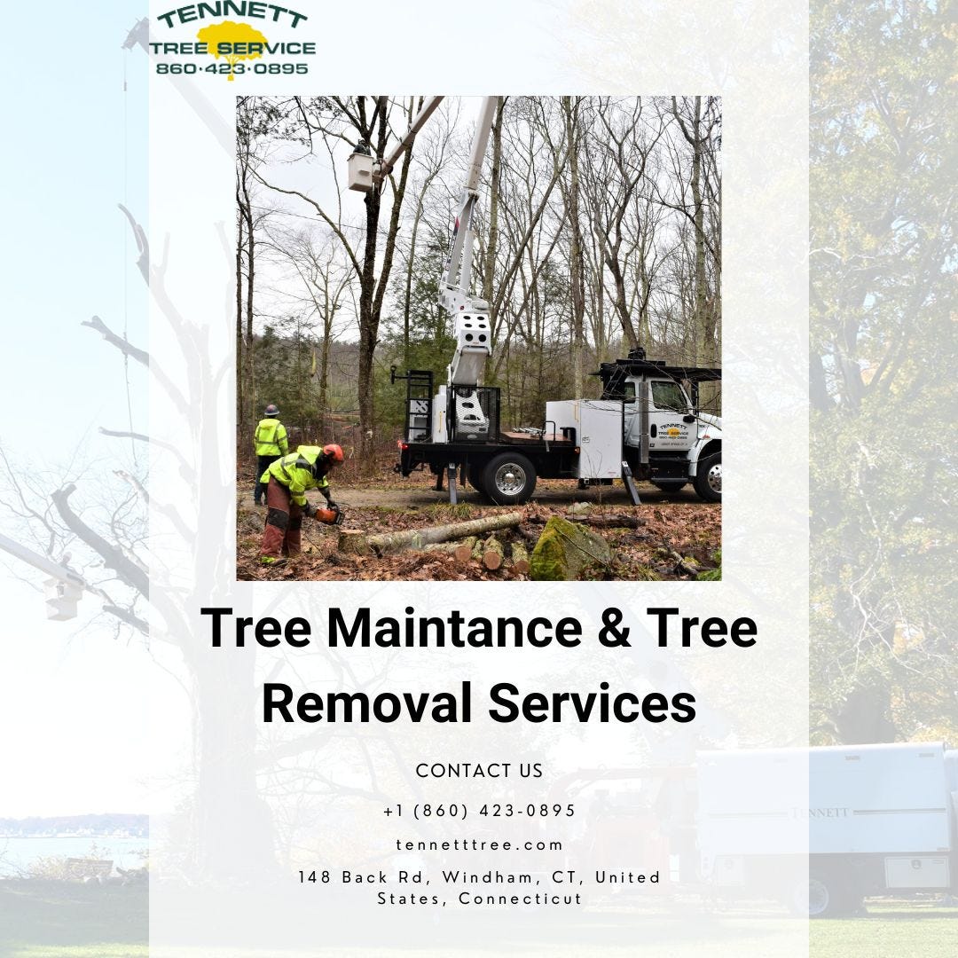 The Benefits of Hiring Professional Tree Maintenance Services in CT ...
