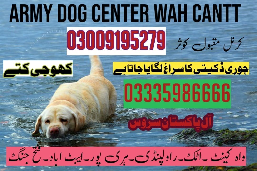 Khoji Dogs Center Wah Cantt | 03458966073 | by Army Dog Center Pakistan ...