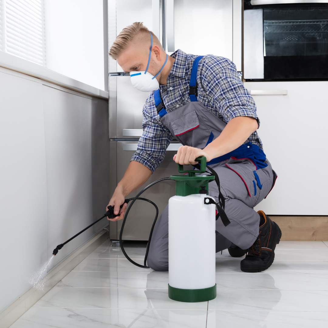 Why Pest Control Is Important for Every Home | by Ennatom | Oct, 2024 ...