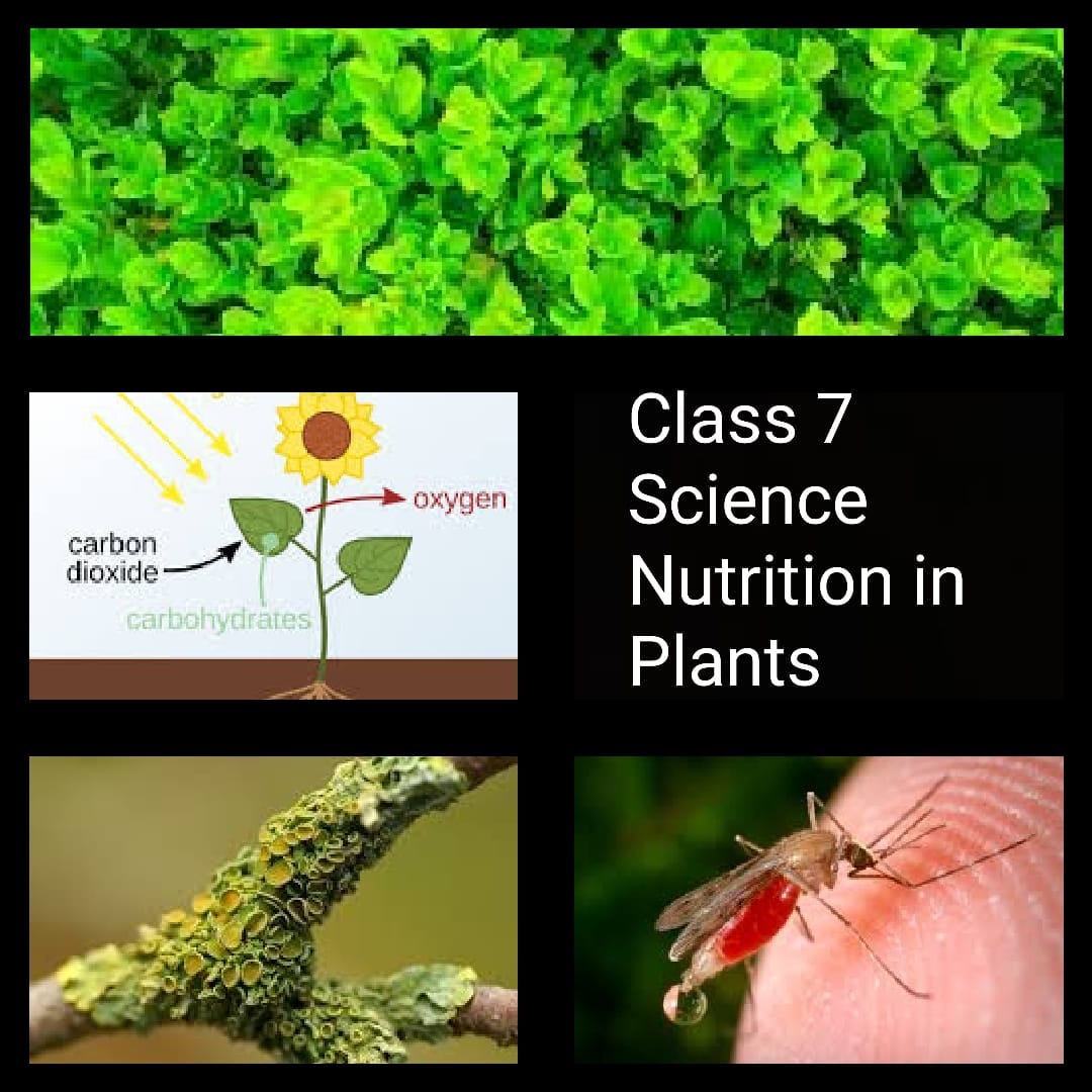 Grade 7 : Science Lesson-1 Nutrition in plants | by Morescorecbse | Medium