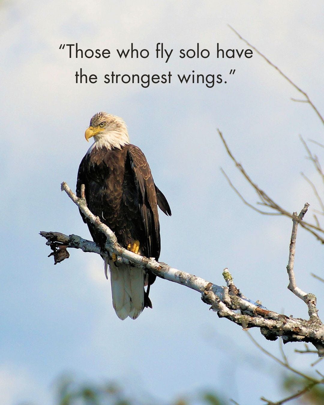 Eagle Quotes: Inspiration from the Sky’s Greatest Predator | by ...