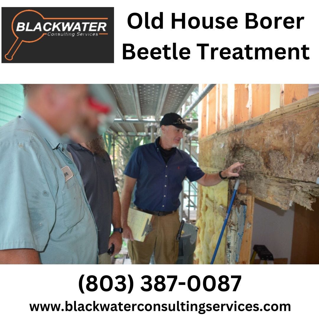 Old House Borer BeetleEffective Old House Borer Beetle Treatment ...