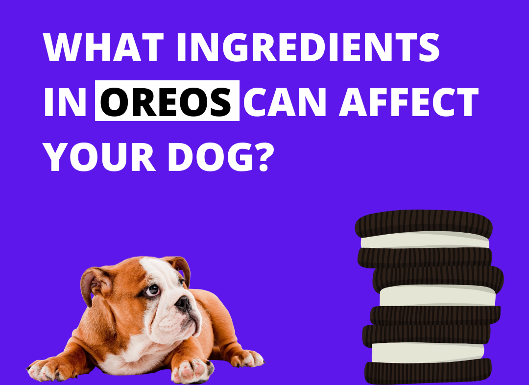 What Ingredients in Oreos can affect your dog? | by Lazy Doggo | Medium
