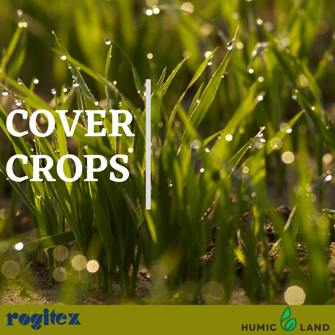 Cover crops. Farmers use cover crops to protect… | by Soil for Humanity ...
