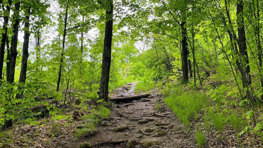 How Weekly Walks in Nature Help Me To Find Peace in Times of Climate ...