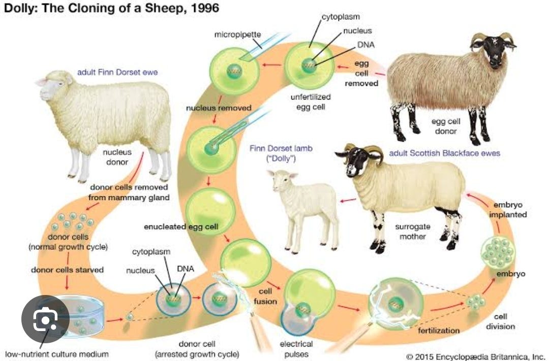 Exploring the Complexities of Cloning: Science, Ethics, and Future ...