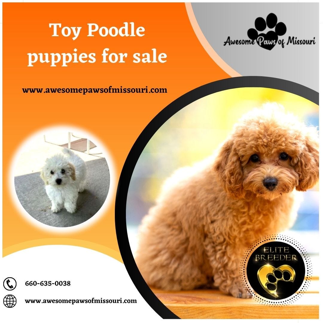 Meet Your Best Friend — Toy Poodle puppies for sale! - Awesomepaws ...