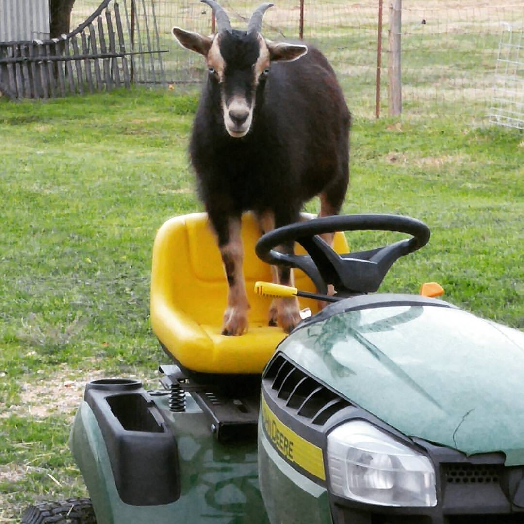 Rogue Goats at the HOA President's House — Oops We Got Busted! | by ...