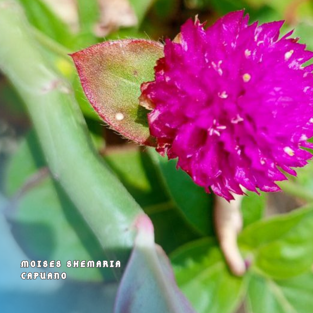 Moises Shemaria Capuano | Un Arte en Constante | by Moises Shemaria ... Moises Shemaria Capuano | Un Arte en Constante | by Moises Shemaria ...