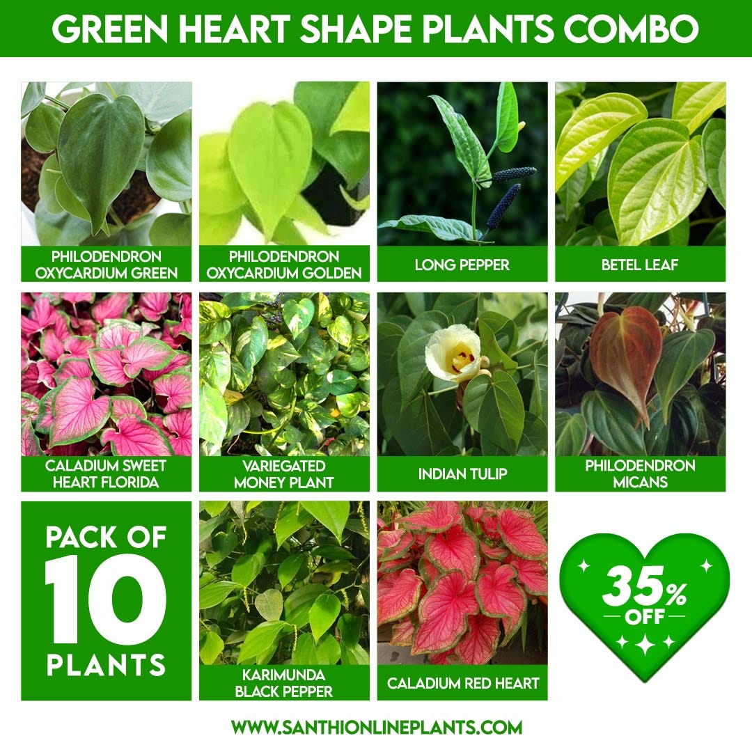 Green-Heart-Shape-Plants-Combo - santhi santhi - Medium