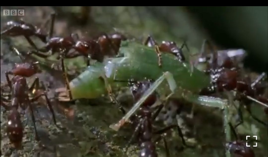 🔹 Incredibly, 80% of all insects live in jungles. | by Cyni Ic | Aug ...