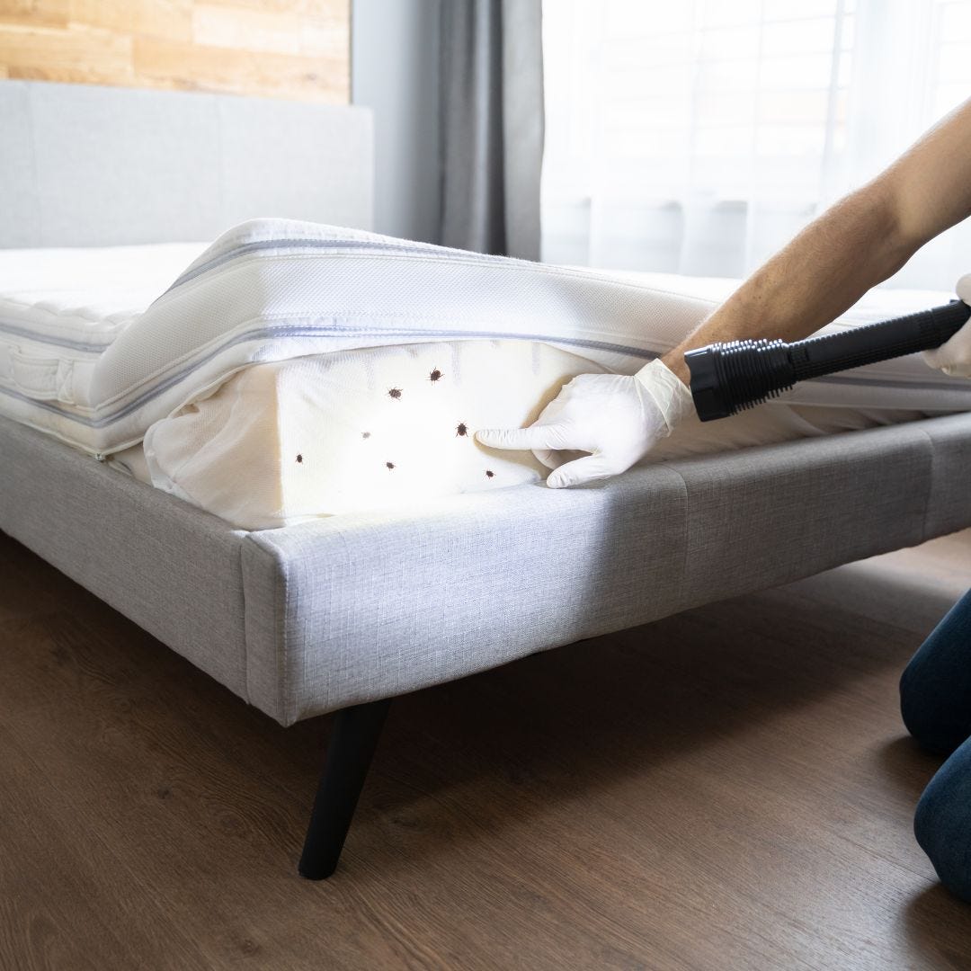 Sleep Tight: The Ultimate Guide to Effective Bed Bug Control Services ...