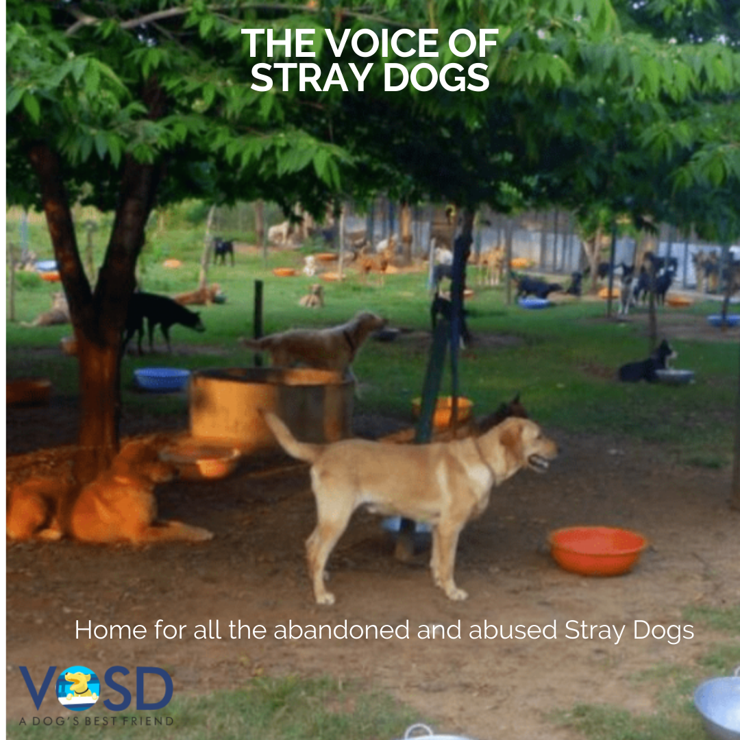 Vet Advice For Dogs - Voice of Stray Dogs - Medium