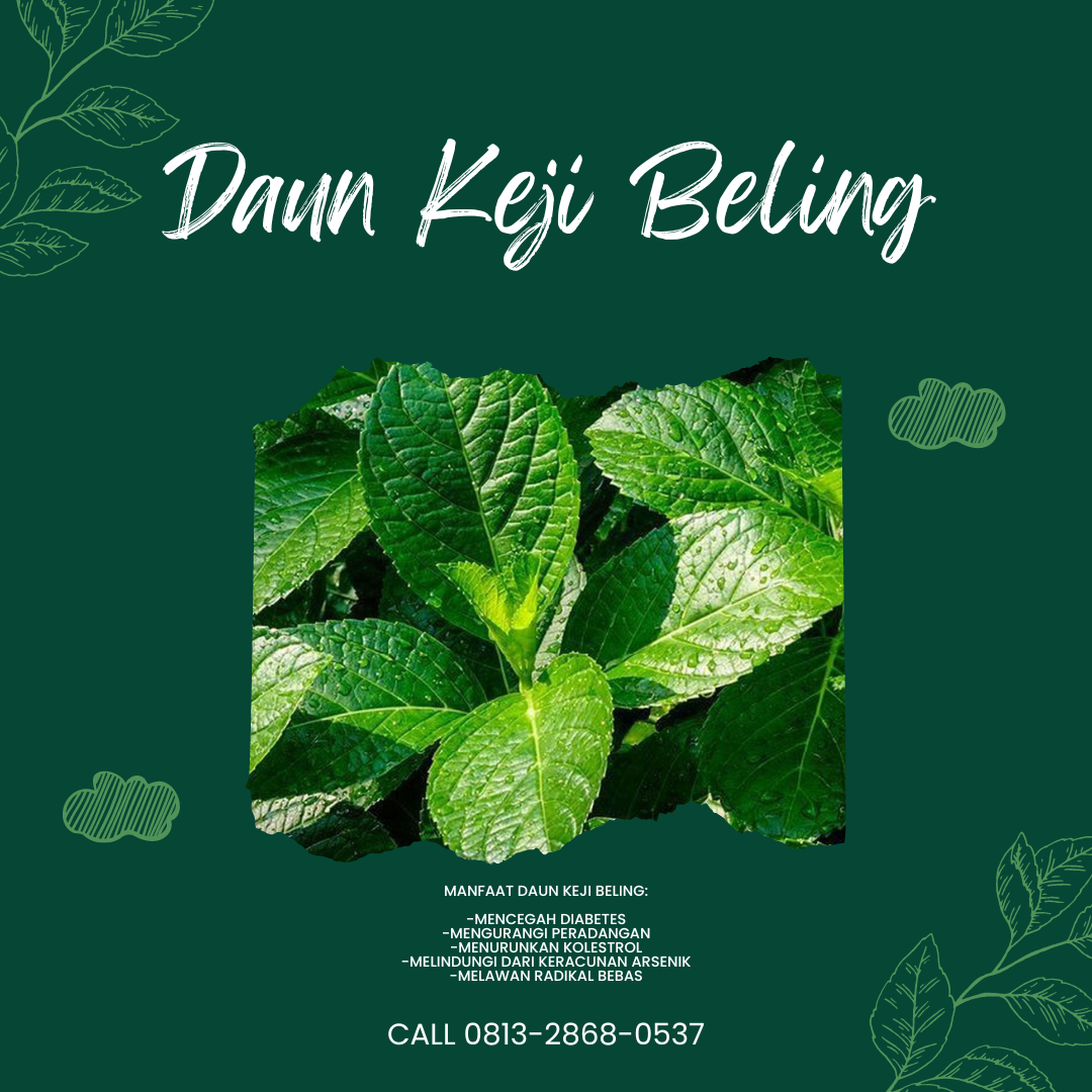 HIGENIS!!, CALL 0813–2868–0537, Pusat Budidaya Herbal Daun Keji Beling ...