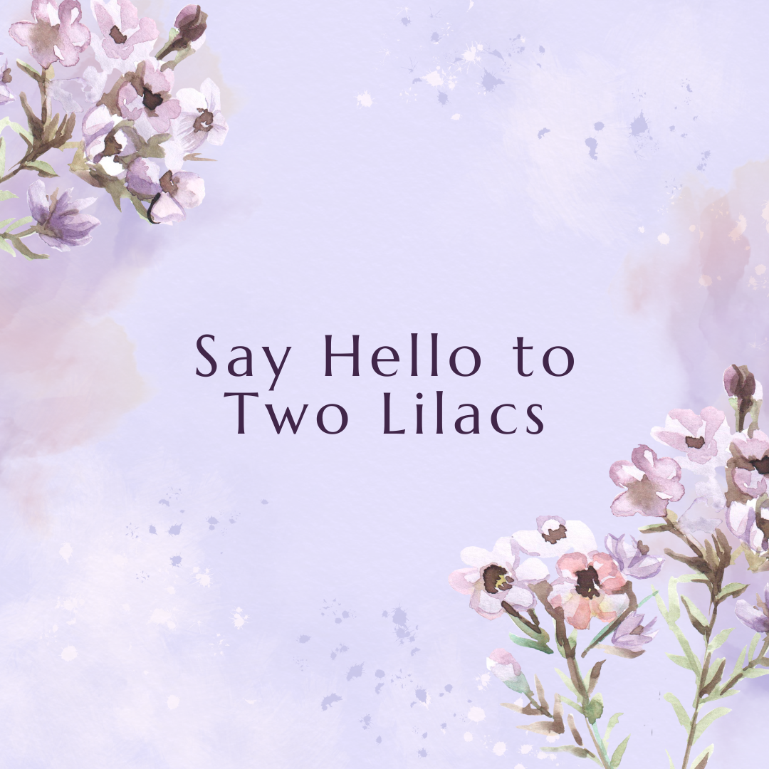 Say Hello to Two Lilacs. I recognised the imagery of lilacs… | by Lola ...