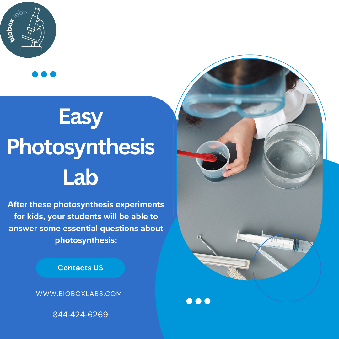 Unlock the Secrets of Plant Energy with our Easy Photosynthesis Lab ...