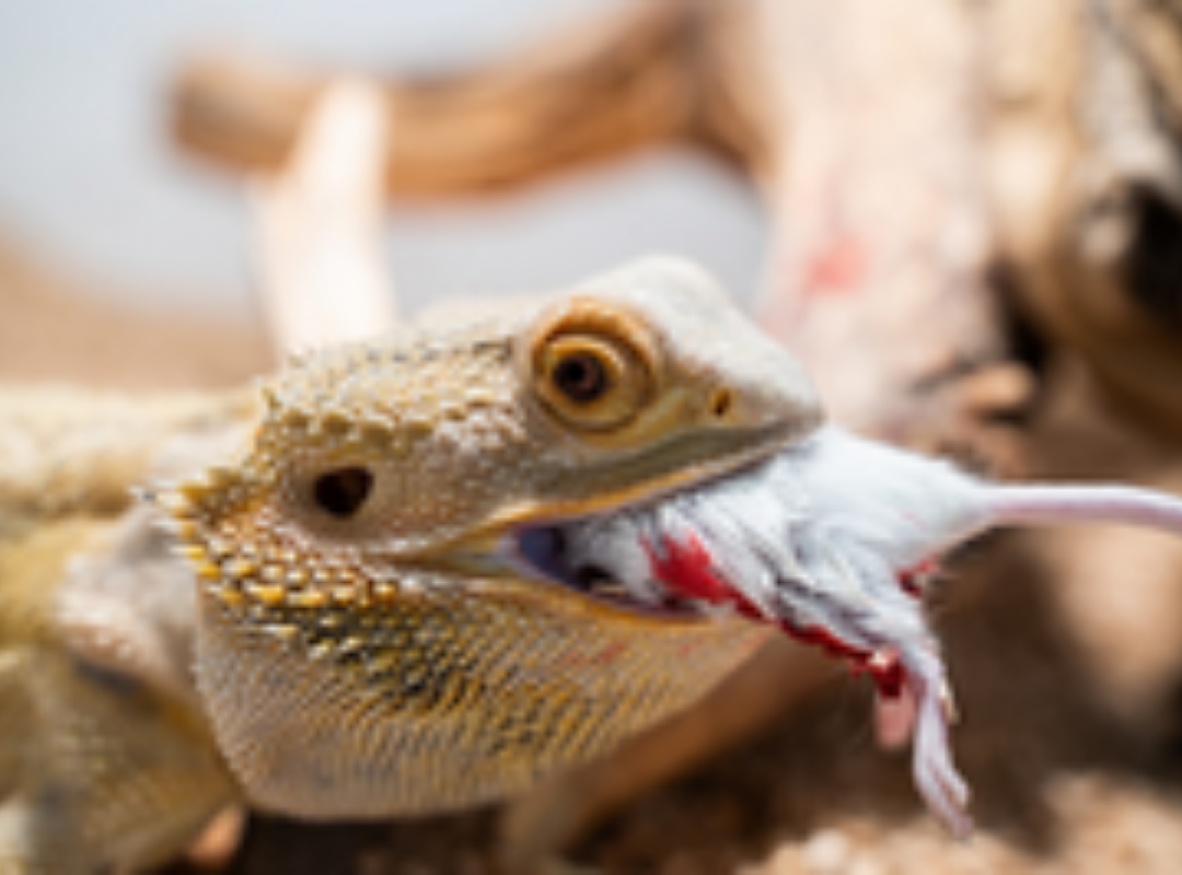 Do bearded Dragons eat mice - beardeddragonsociety.com - Medium