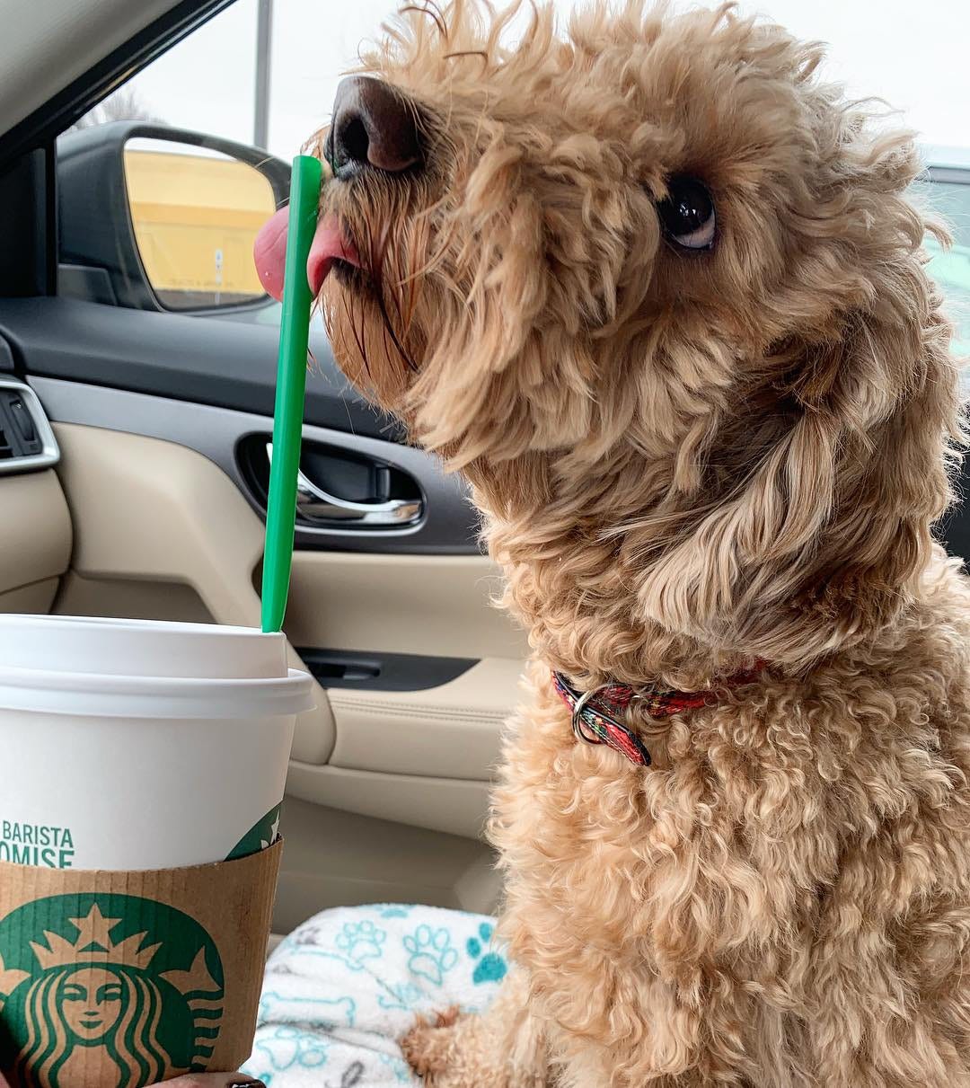 What’s in a Name? Rover, Redefined. | by Brooke Metro | Medium