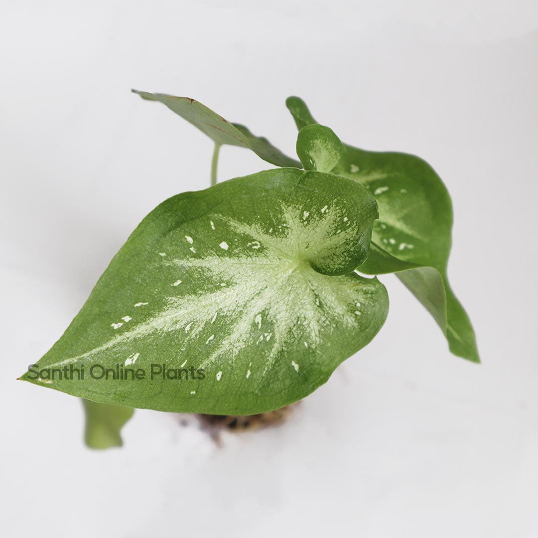 Caladium StarDust plants are year-round houseplants with arrow-shaped ...