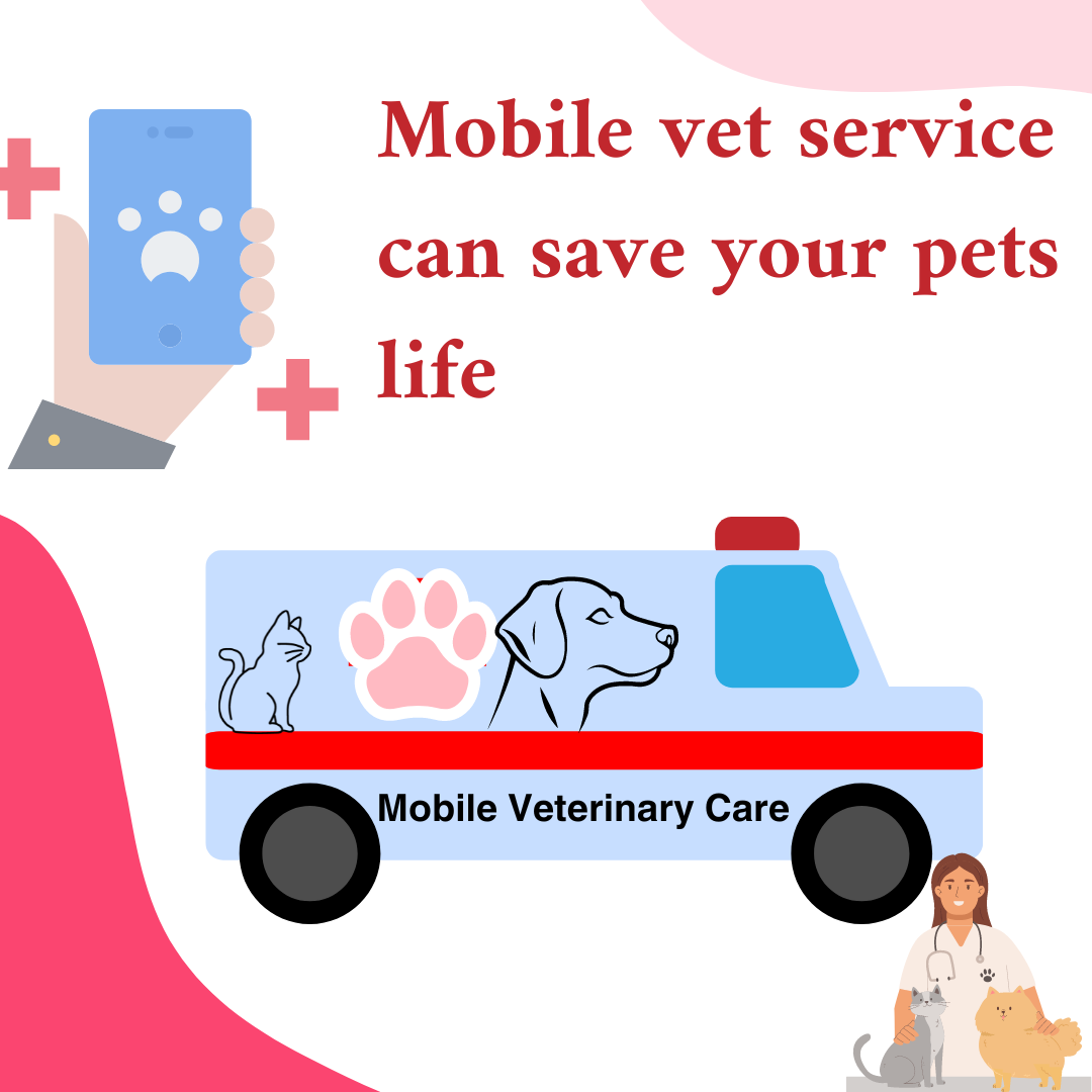 Mobile Veterinary Service: Vet On The Go! | by Cuddle monster | Medium