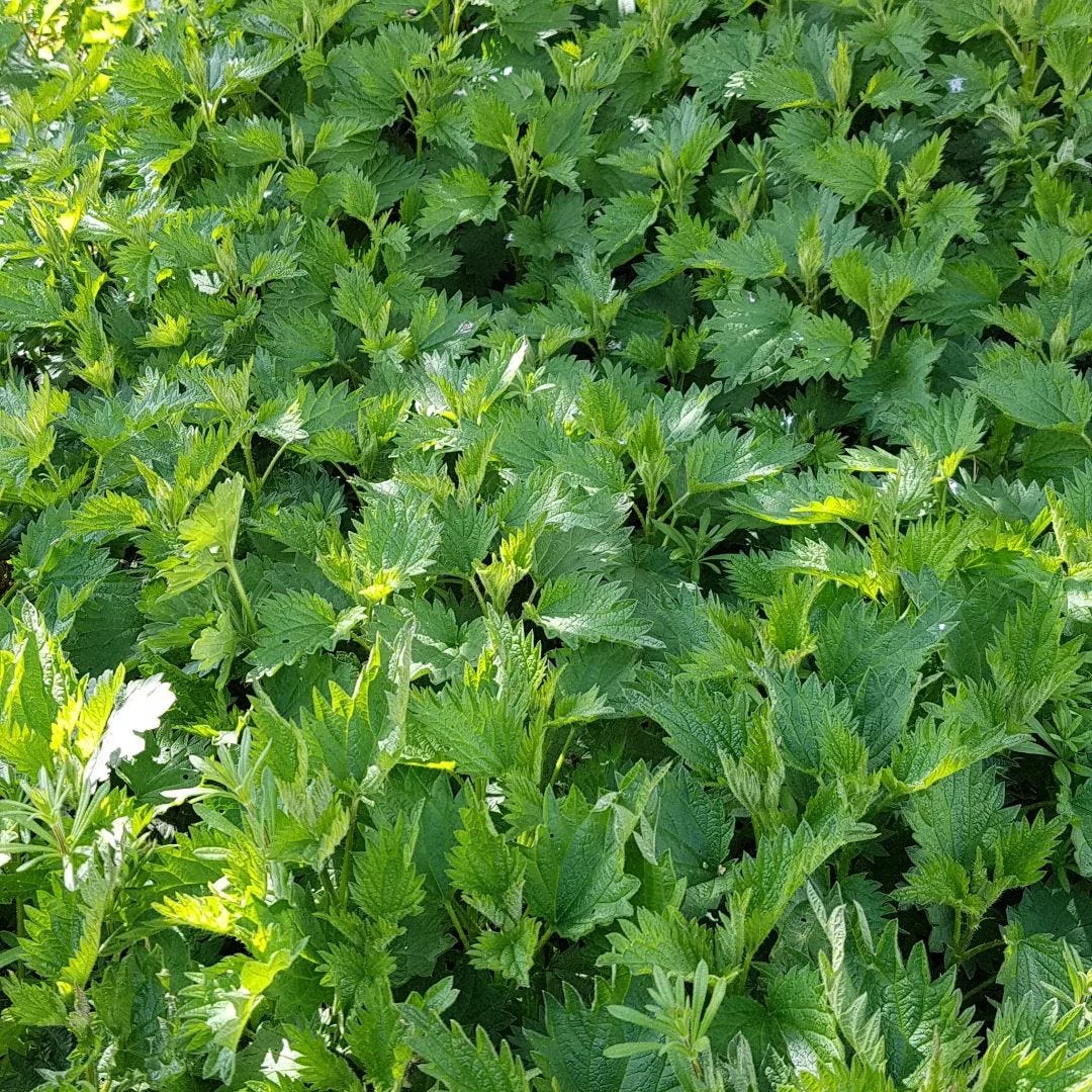 Nettles — Herb of Mars. A herb to empower the Aries New Moon… | by ...