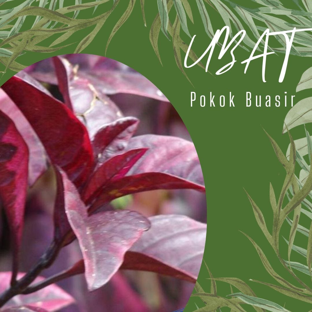 Ubat Pokok Buasir. Ubat Pokok Buasir: Rawatan Semulajadi… | by ...