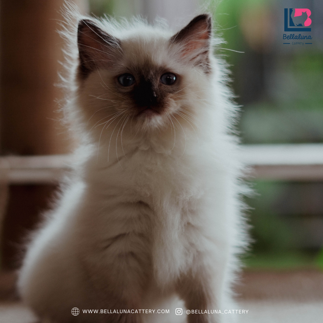 Informasi Ras Kucing Ragdoll. Ragdoll adalah jenis kucing yang… | by ...