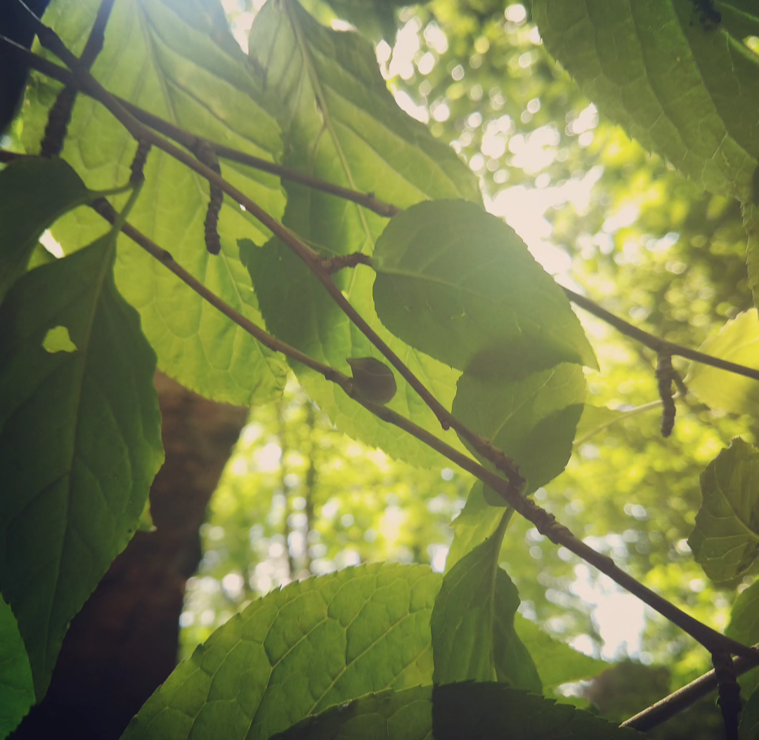 Honey-hued and hushed, The summer mornings wane, Long and cool, falling ...