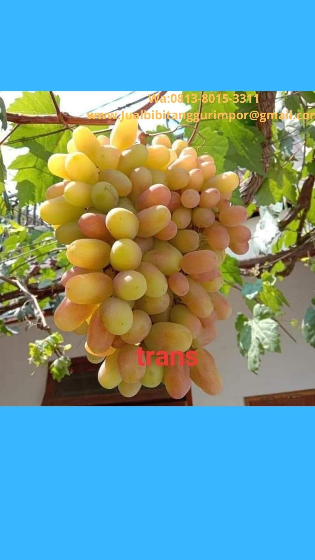 POTONGAN GILA ! CALL: 0813-8015-3311 Grosir Pohon Pohon Anggur Caroline ...