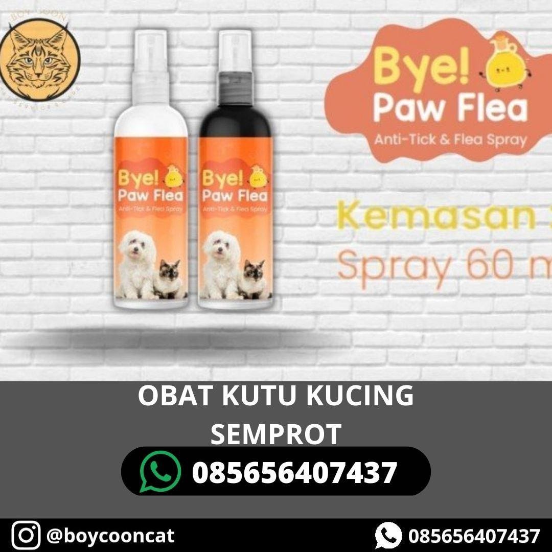 OBAT KUTU KUCING SEMPROT | by Boycoon Cat service | Medium