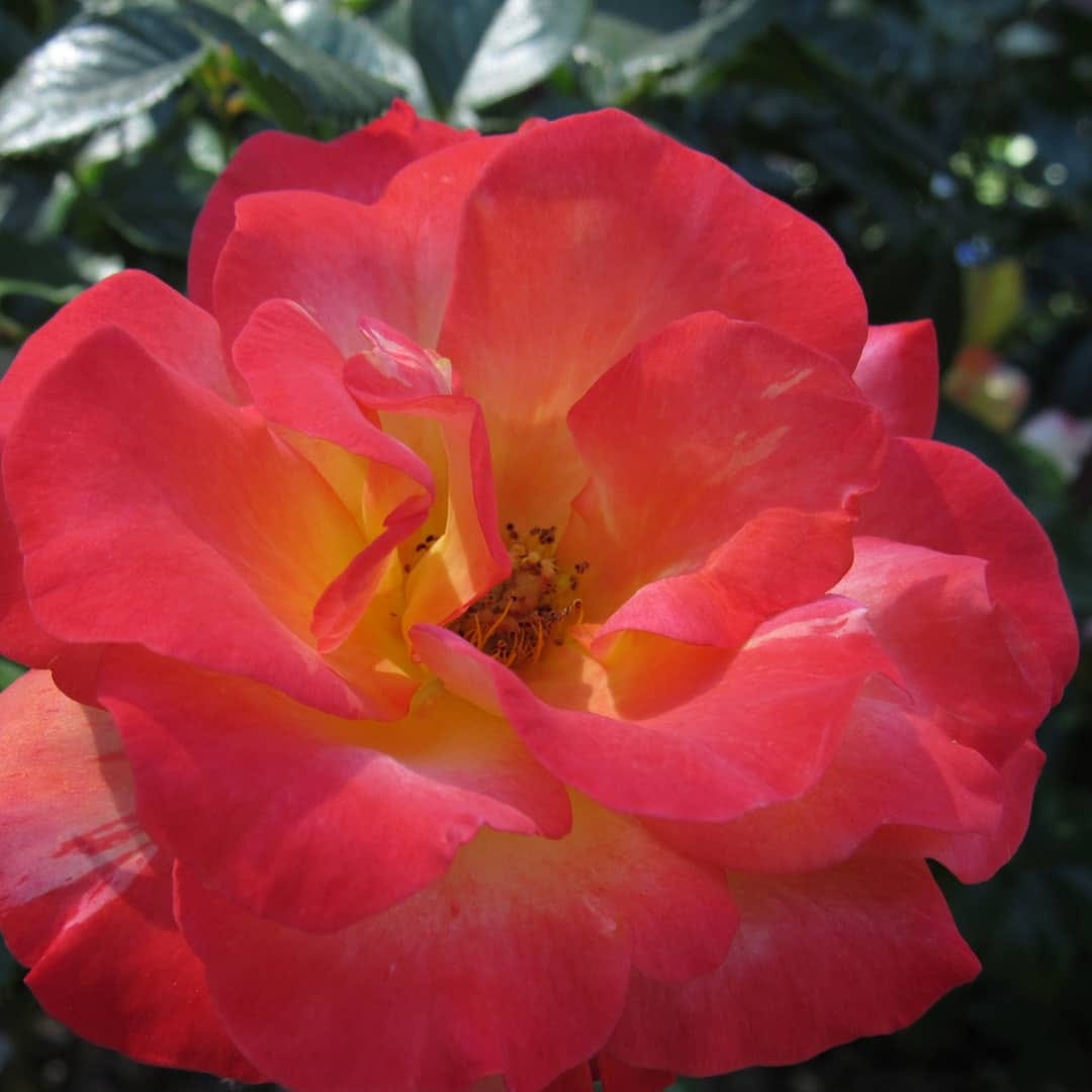 Great Beloved. Sprouting up | by Kurt Anderson | Heart Revolution | Medium