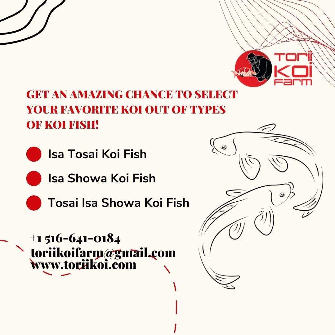 Get an Amazing Chance To Select your Favorite Different Types Of Koi Fish! - Torii koi - Medium