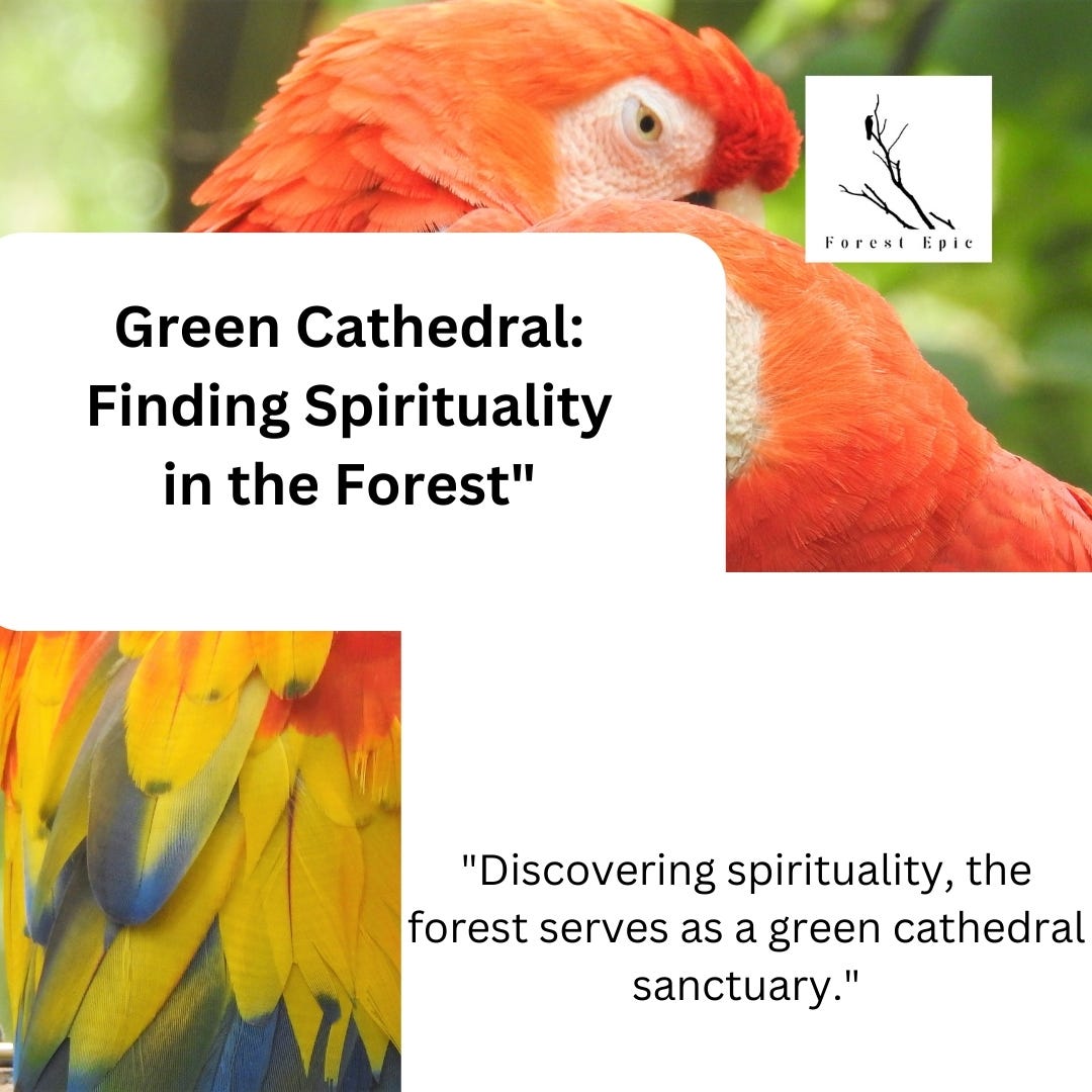 Finding Spirituality in the Forest - William S. - Medium